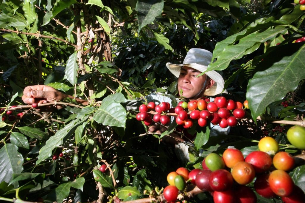 Café de la Selva Peruana: Origen, Sabor y Todo lo que Necesitas Saber ...