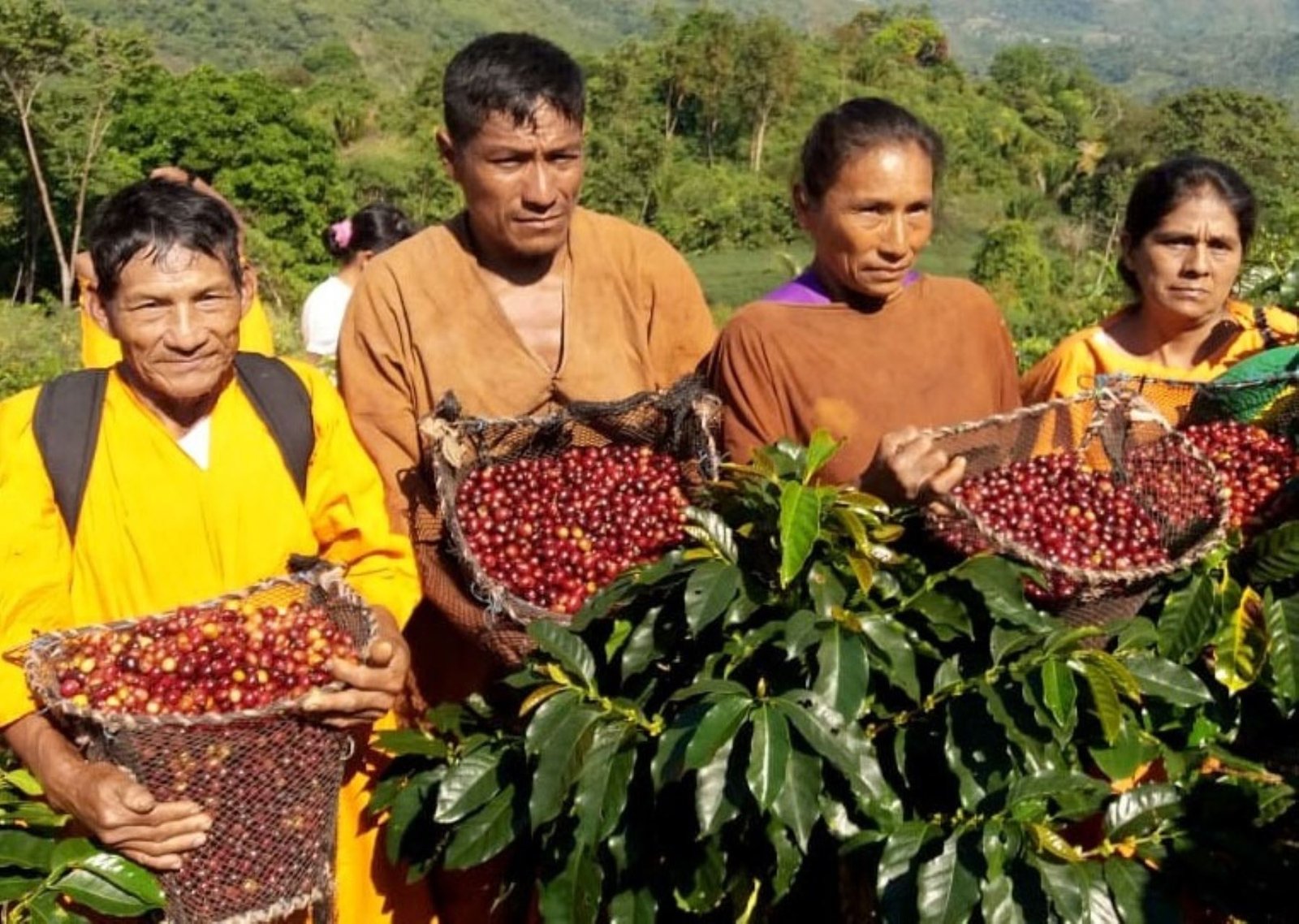 Café de la Selva Peruana: Origen, Sabor y Todo lo que Necesitas Saber ...