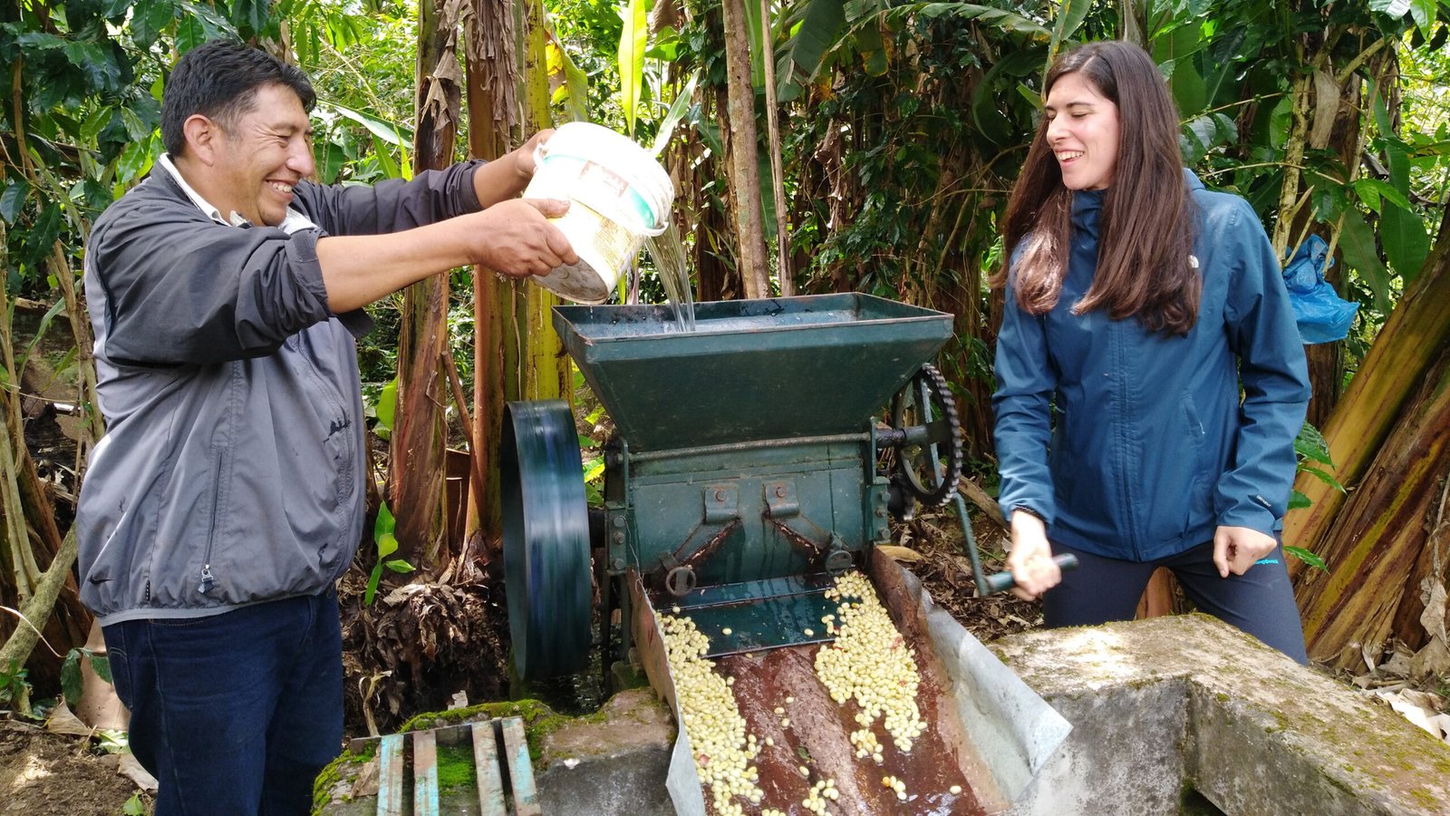 Café de Quillabamba: Historia, Sabor Único y Tradición desde Cusco ...