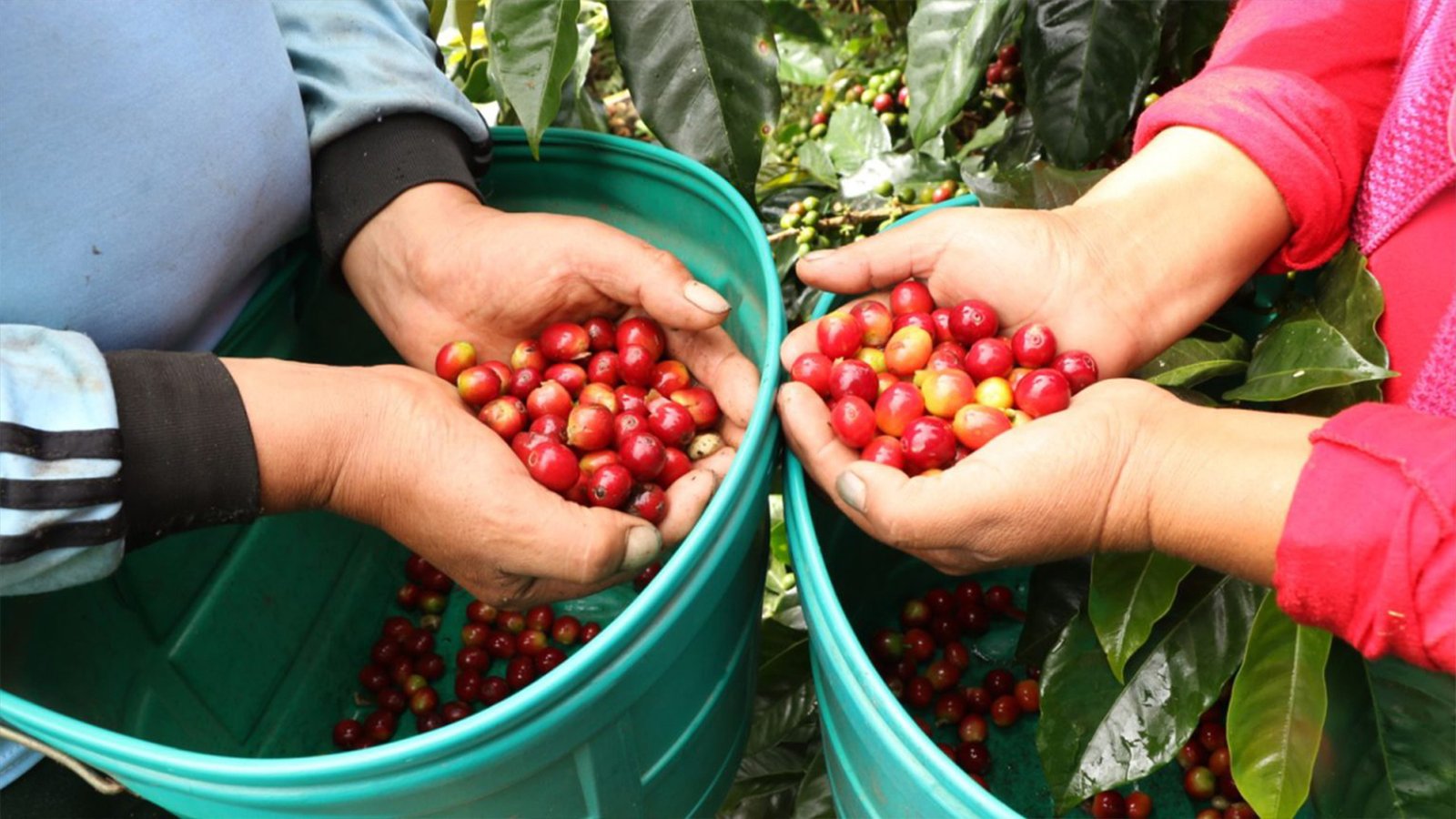 Café de Puno: El Mejor Café del Mundo, Orgánico y de Altura - Cafeq Ñan